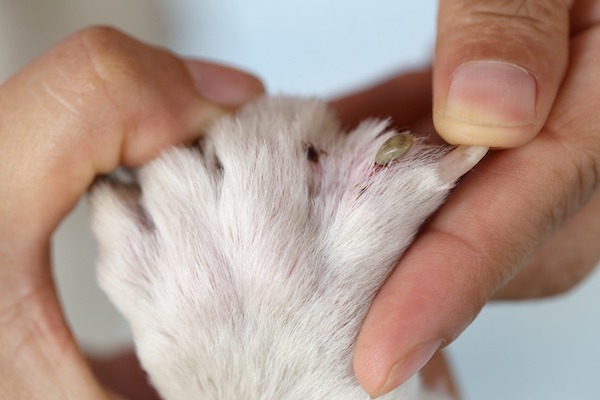 Honden Tekenbeten Bij Dieren Stichting Tekenbeetziekten
